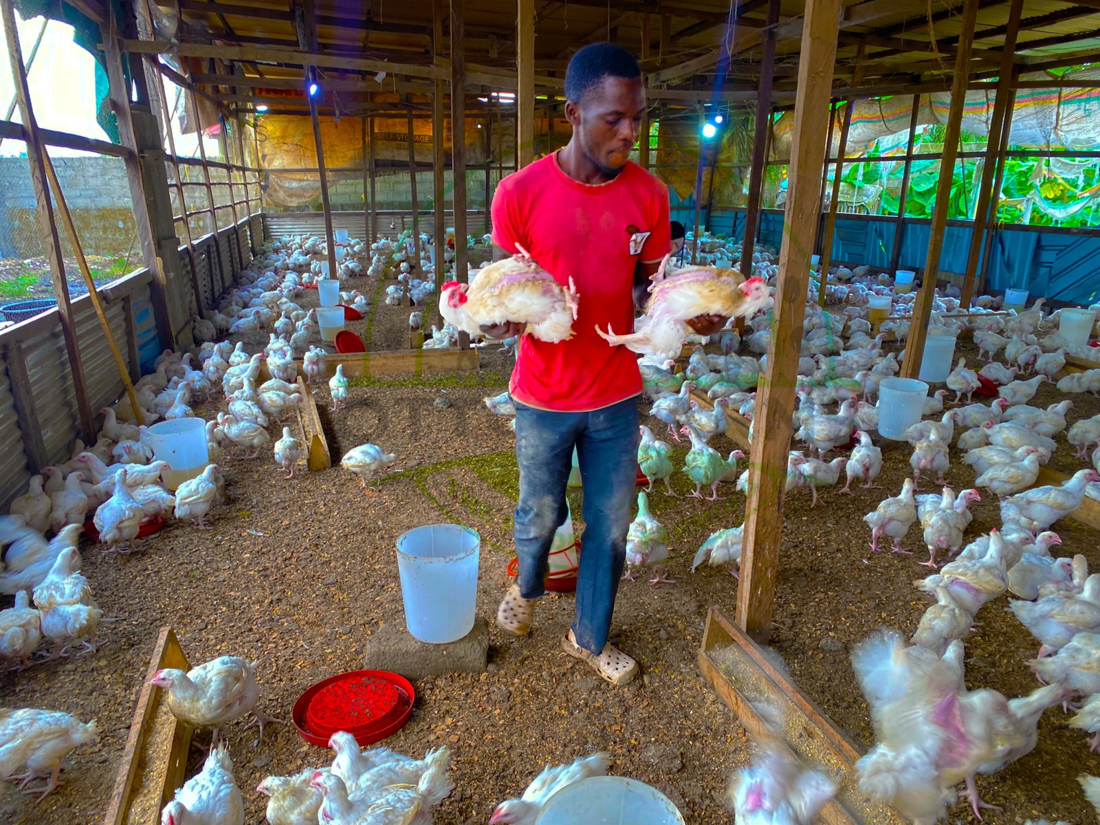 Fresh Broiler Products - Otto'sFarms