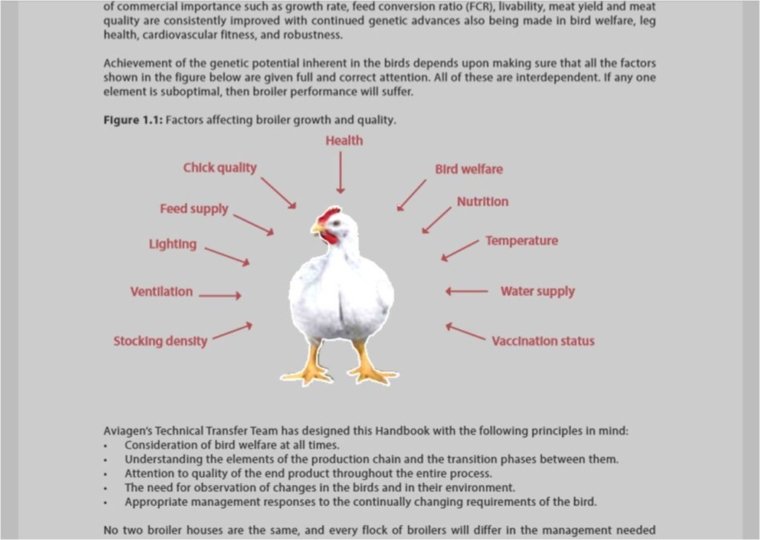 Finisher Phase: Key to Broiler Chicken Growth