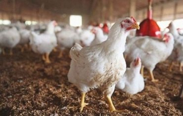 Common Broiler Breeds: An Overview for Poultry Farmers