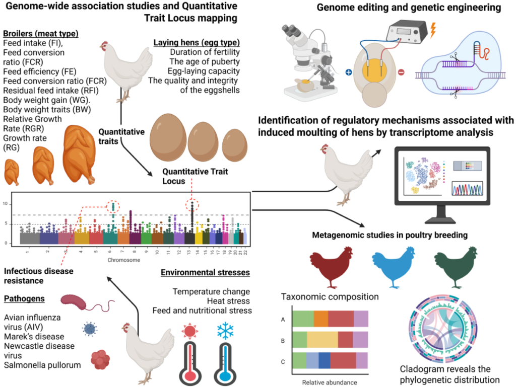 The Future of Broiler Chicken Breeding: CRISPR and Beyond