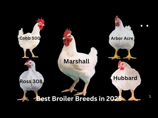 Top 5 Broiler Breeds for Small-Scale Poultry Farmers