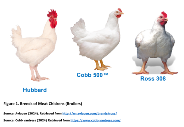 Common Broiler Breeds: An Overview for Poultry Farmers