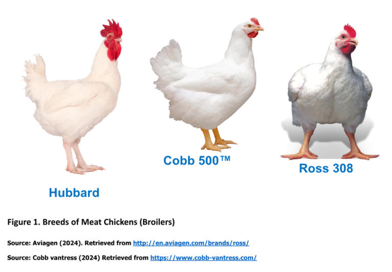 Common Broiler Breeds: An Overview for Poultry Farmers
