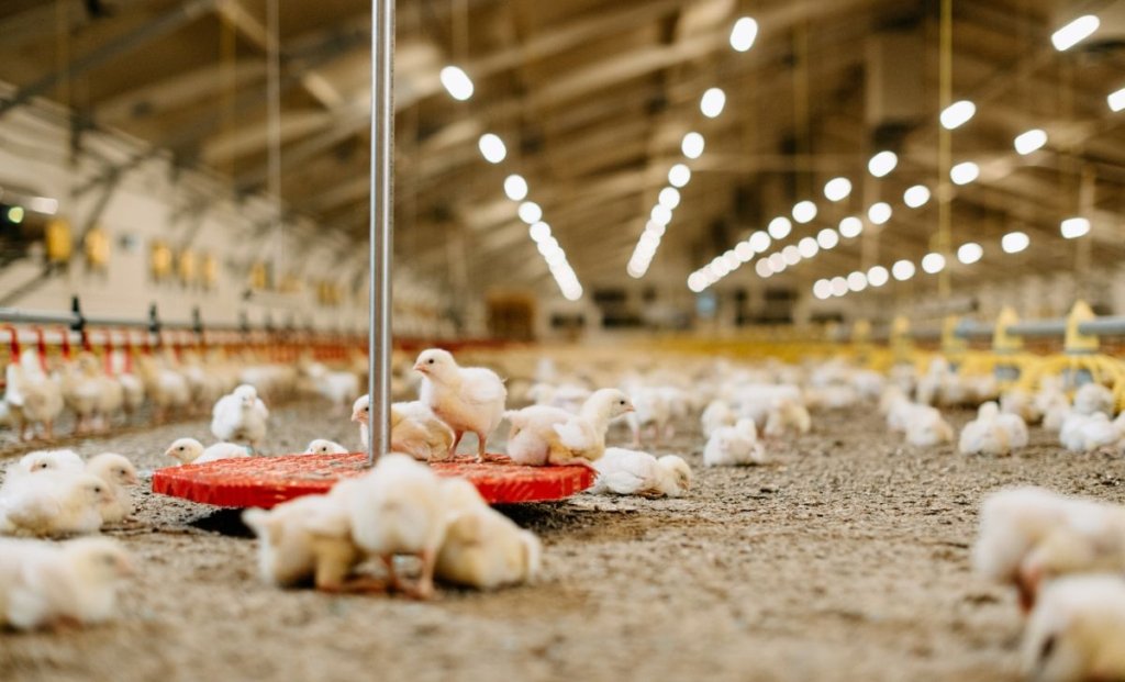 Weight Monitoring in Broiler Chicken Production