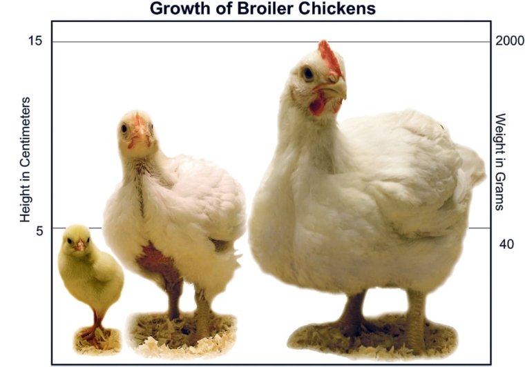 Broiler Chickens: Key Milestones in History